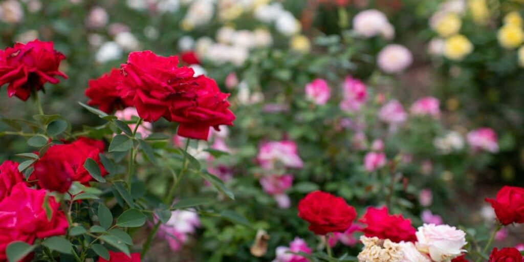 Consigli per il giardino: scoprite i nostri consigli per piantare rose ... Consigli per il giardino: scoprite i nostri consigli per piantare rose ...